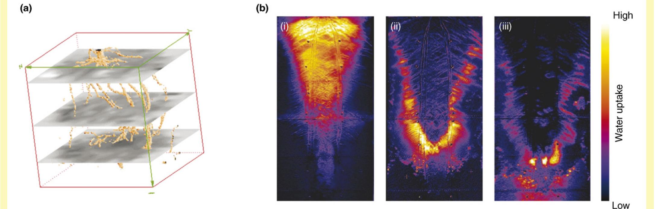 I. non-invasive imaging of roots and their environment. (a)