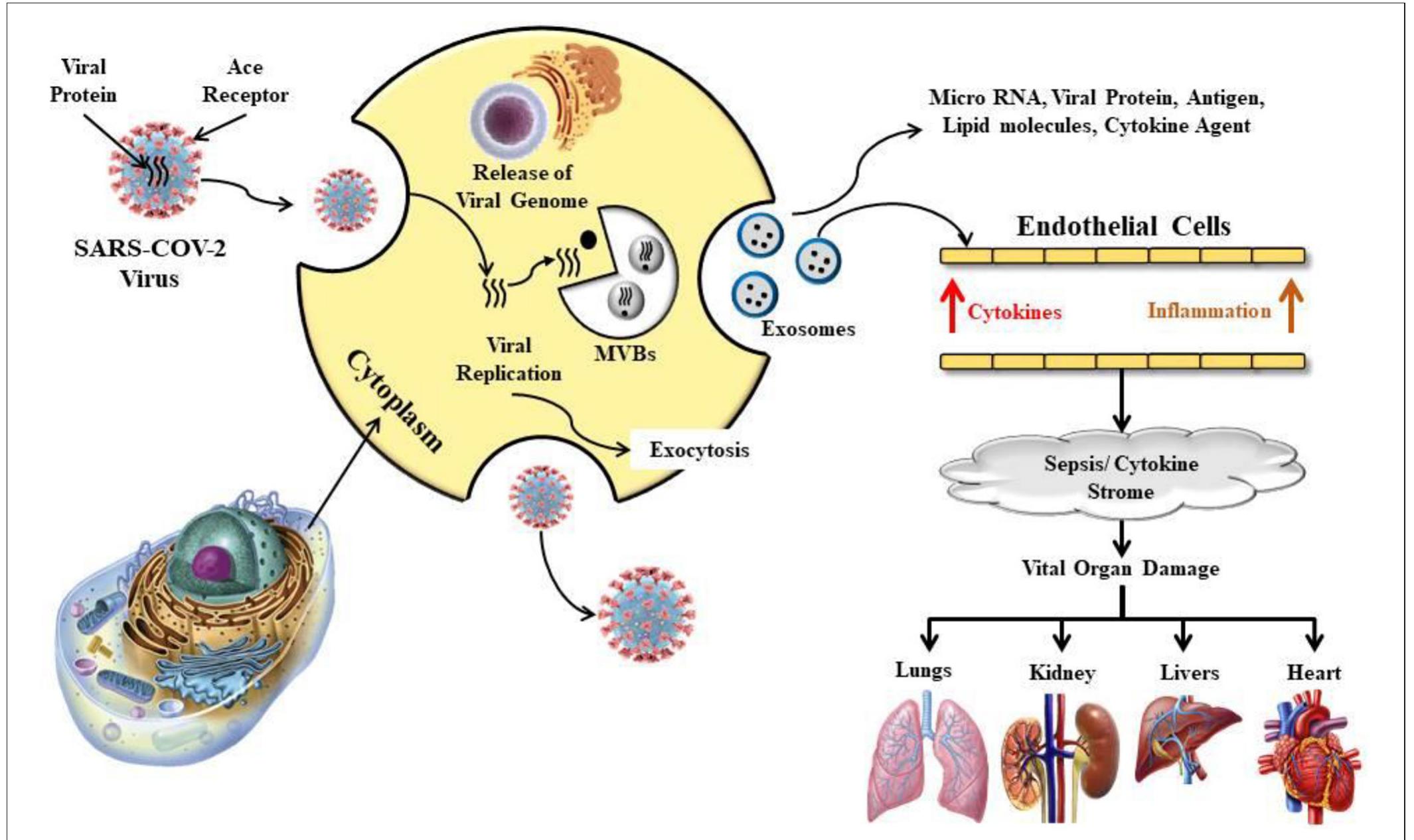| schematic presentation on the molecular mechanisms