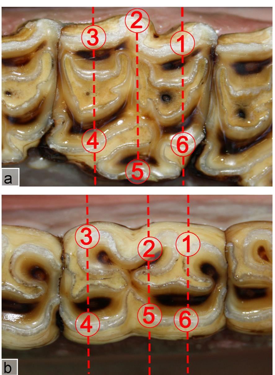 Occlusal surface of a maxillary cheek tooth (a) and a