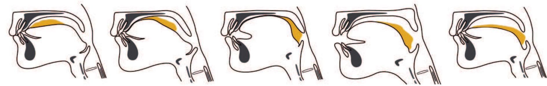 Schematic images of stage ii transport. the tongue