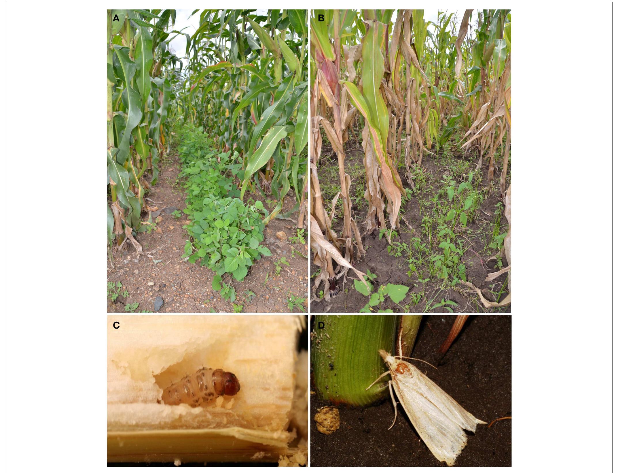| the push-pull cropping system. (a) push-pull maize (zea