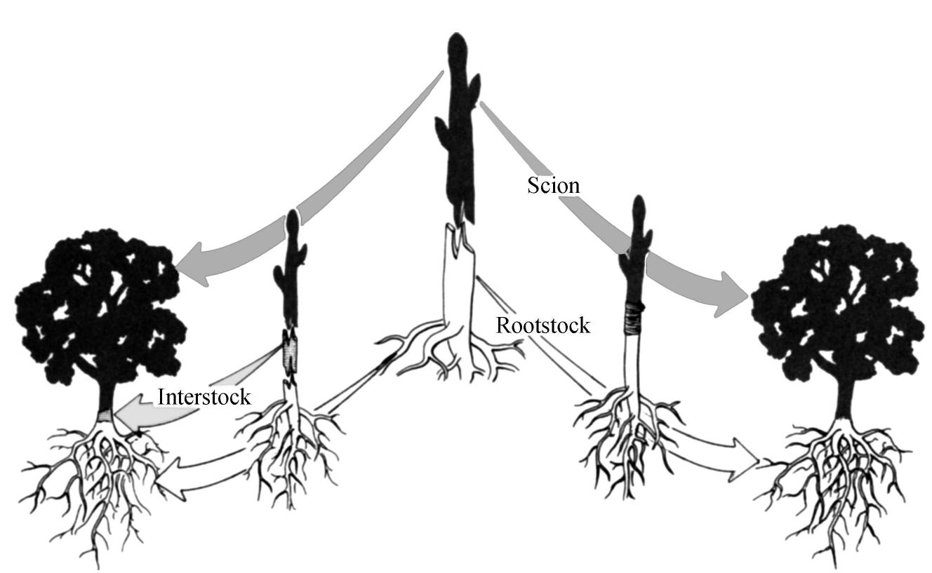 (PDF) A History of Grafting