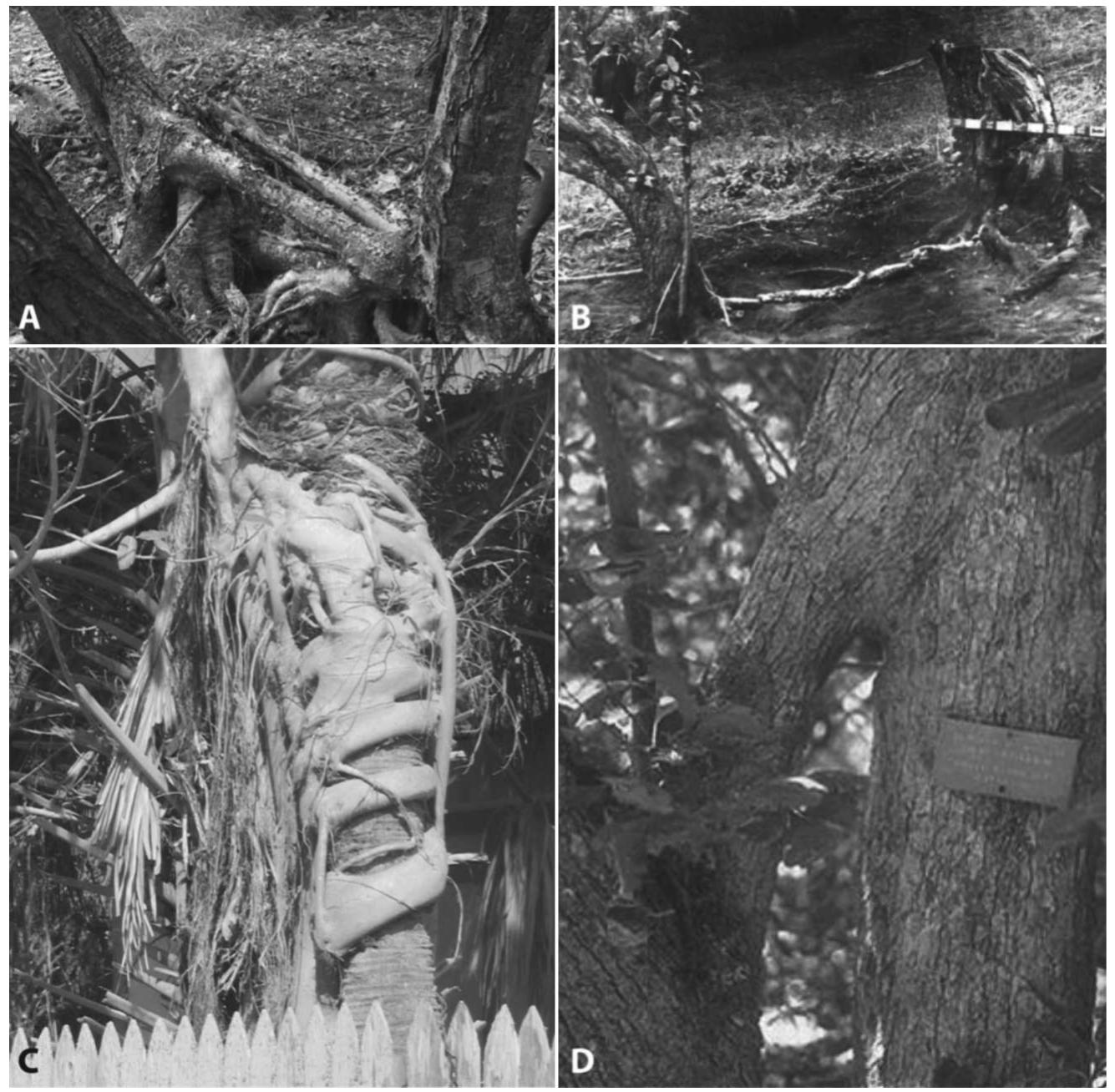 (PDF) A History of Grafting