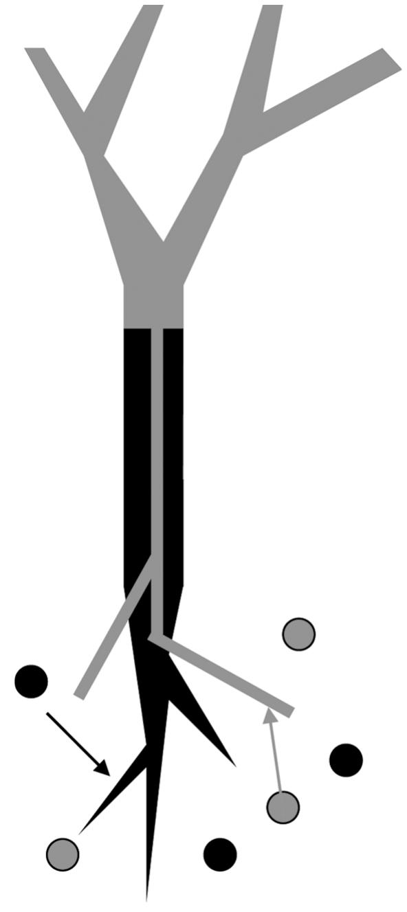 (PDF) A History of Grafting