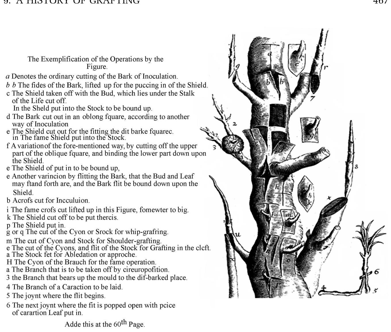 (PDF) A History of Grafting
