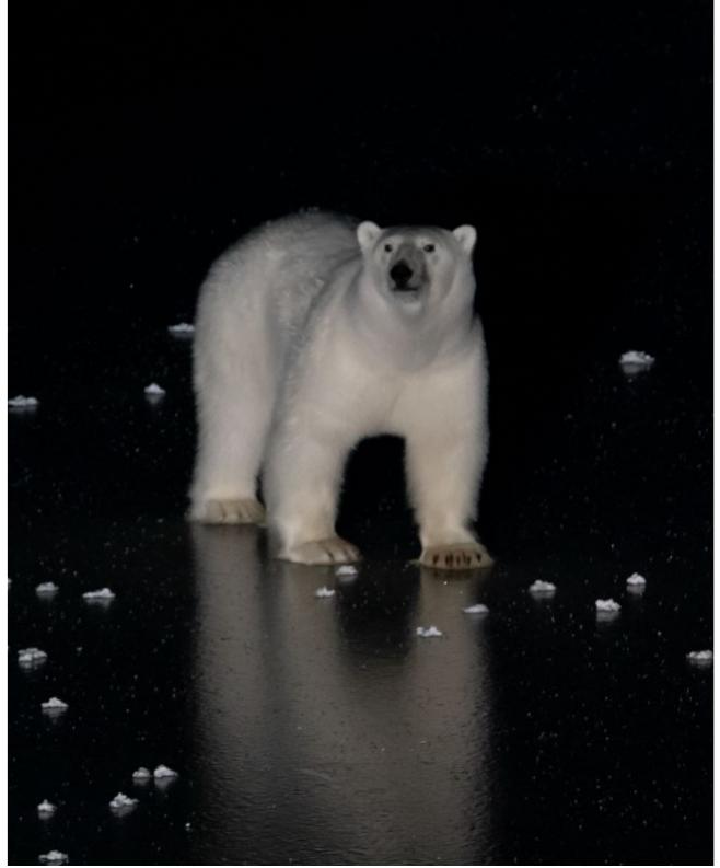 Ursus maritimus, by alexander eeg. open water leads provide
