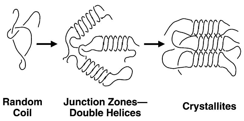 Schematic of amylose retrogradation.