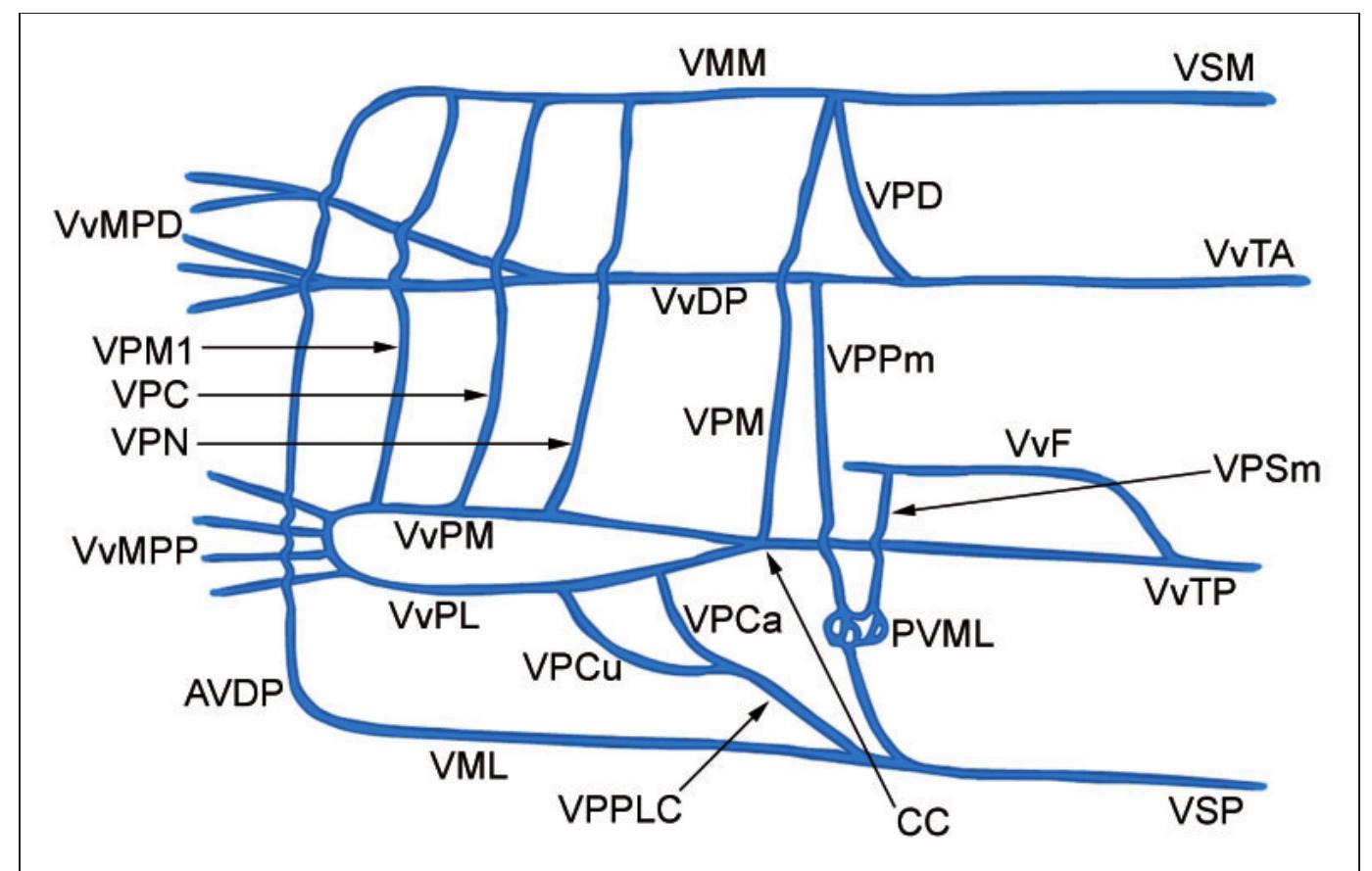 Perforating veins of the foot. avdp: arcus venosus dorsalis