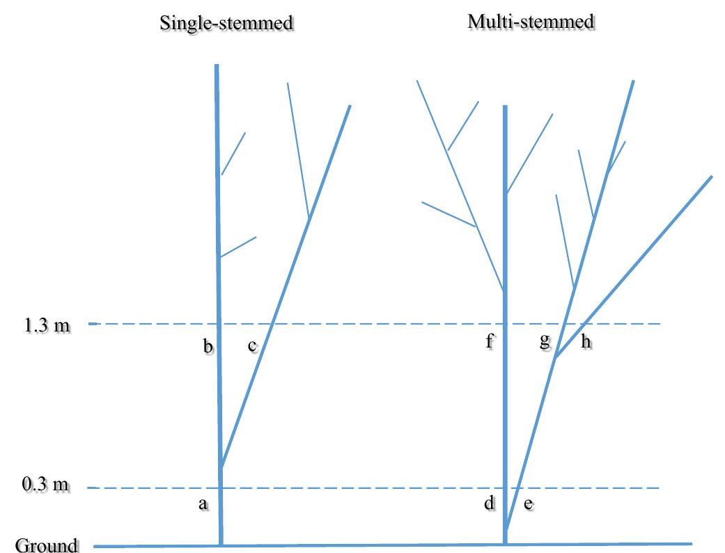 Illustration of single- and multi-stemmed trees and their