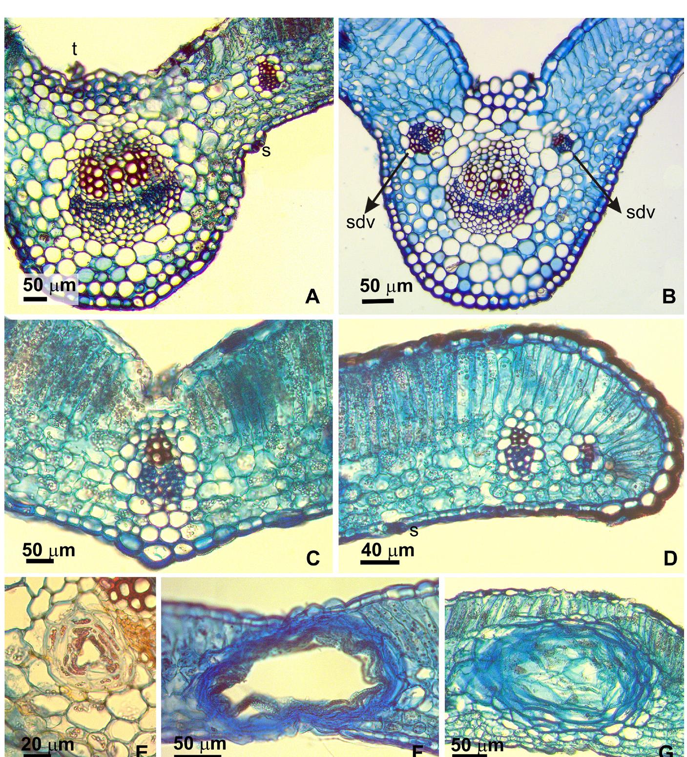 Figure 4 - from Caracterización morfo-anatomía y aceites