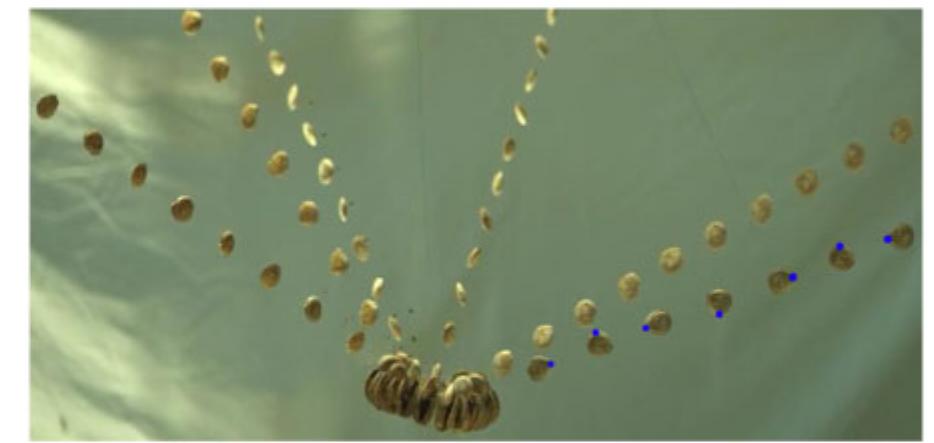 A composite image of seeds as the exploding fruit launches