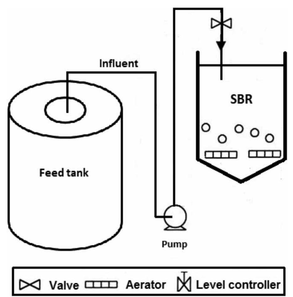 | schematic diagram of sbr pilot.