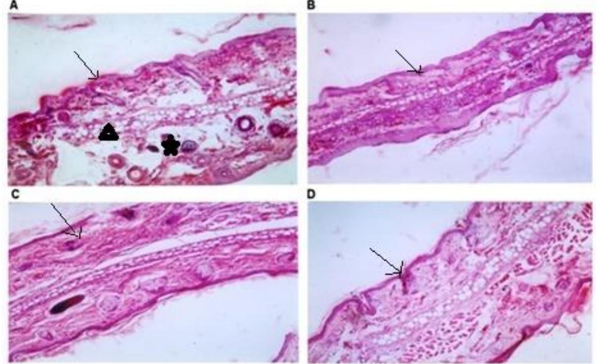Histological changes observed in the ear skin of rats, a)
