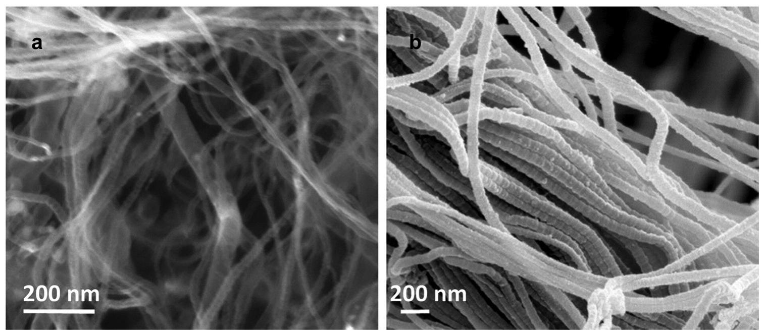 Scanning electron microscope (sem) images showing the