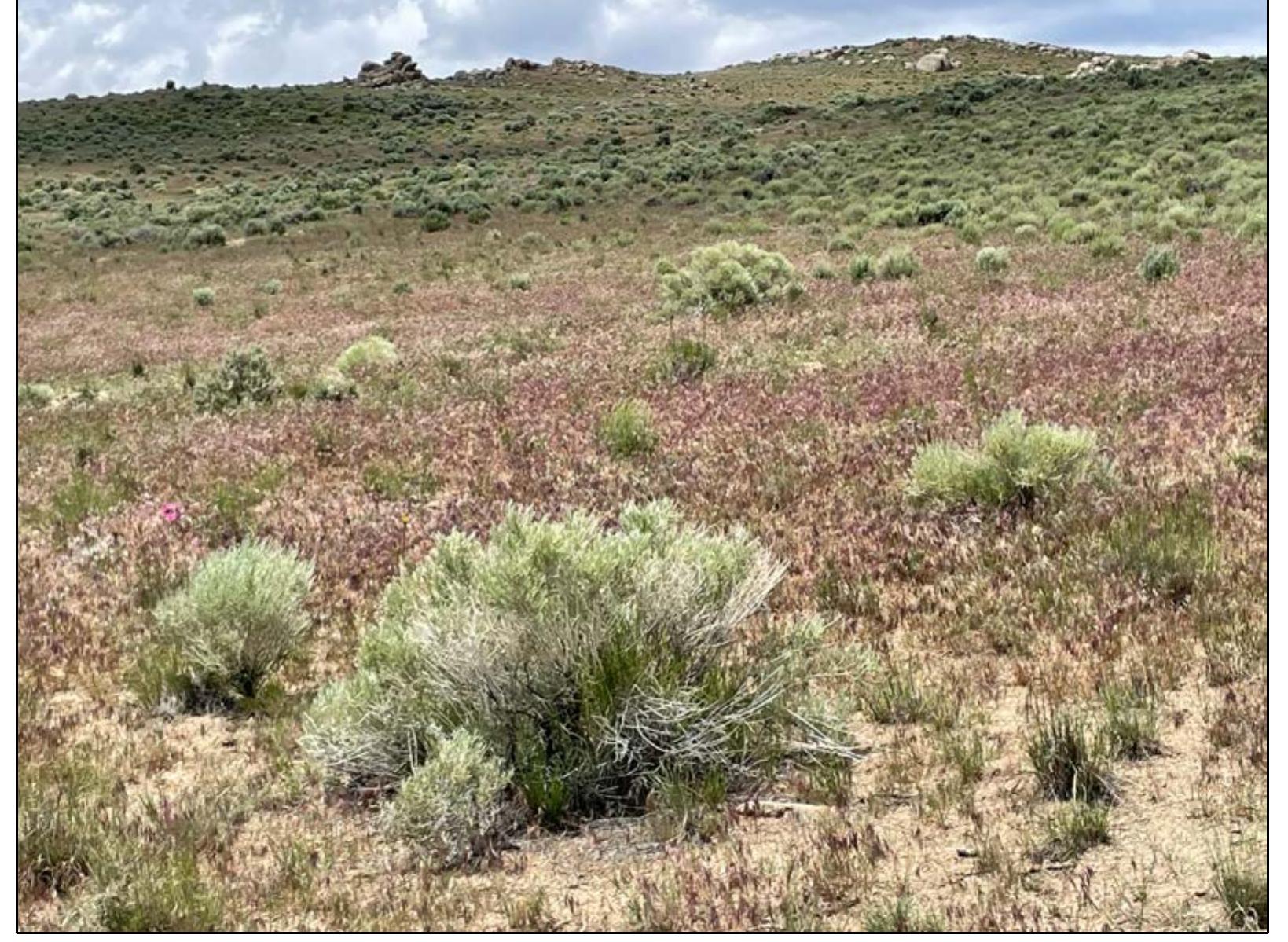Figure 16 - Cheatgrass invasions: History, causes,