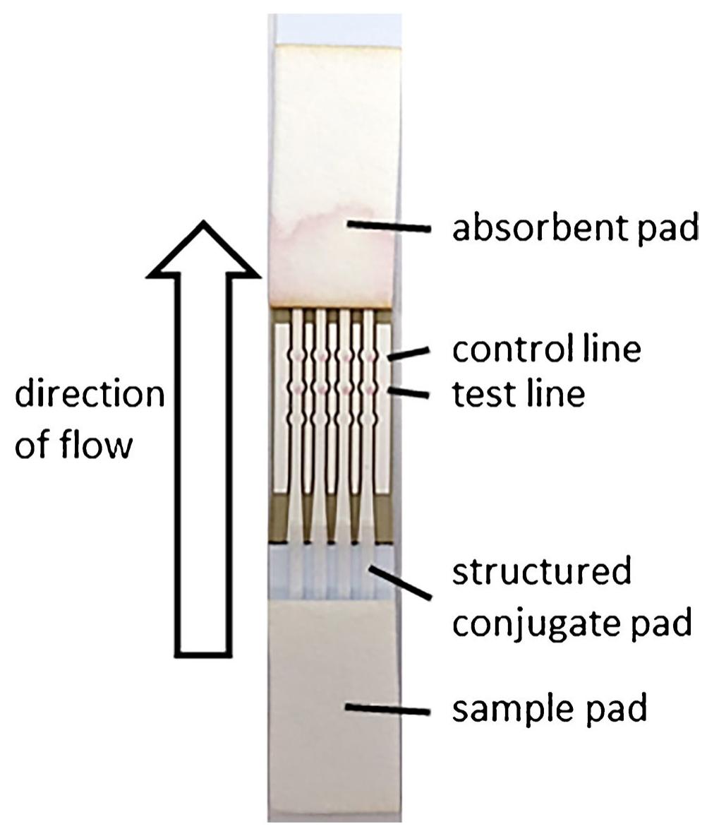 Structure of the lateral flow strips used. the sample is
