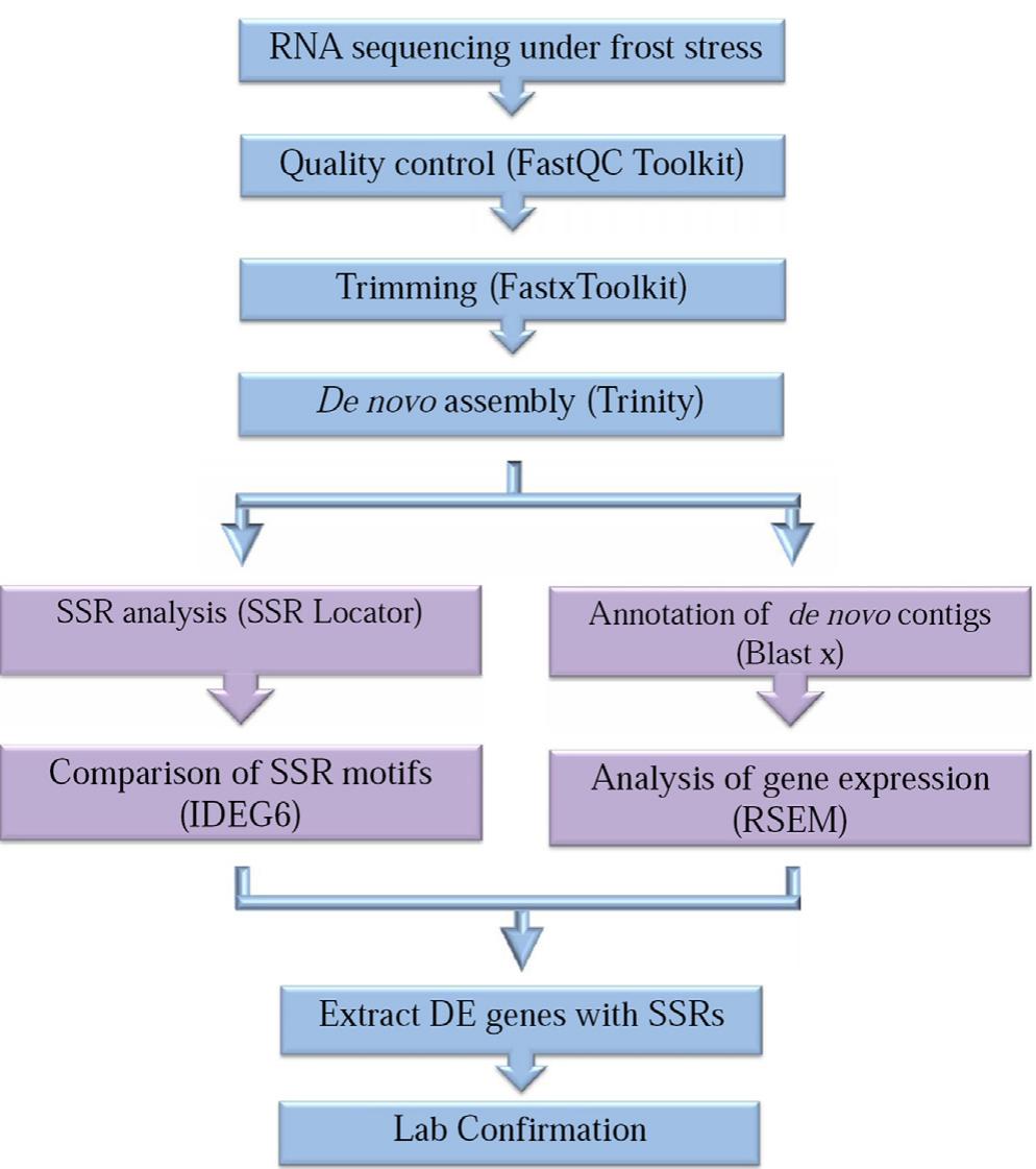 Workflow for development of functional ssr markers by