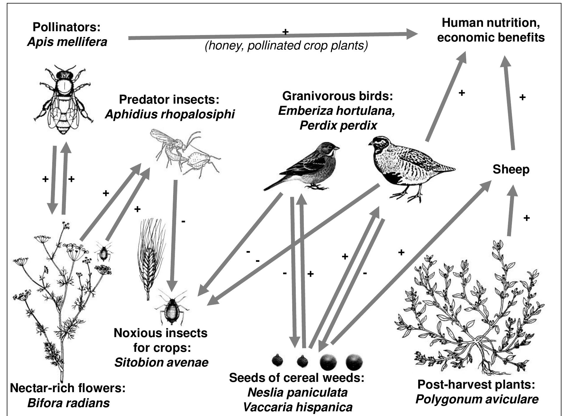 5: examples of trophic relationships and ecosystem services