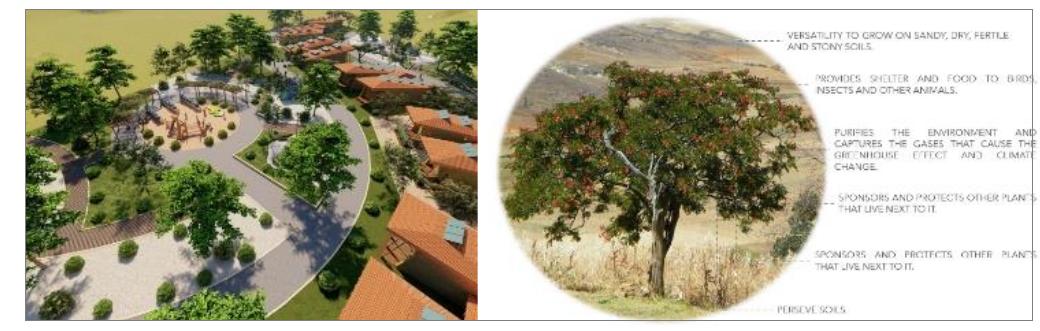 Explanatory drawing of the tara tree. with the use of trees,