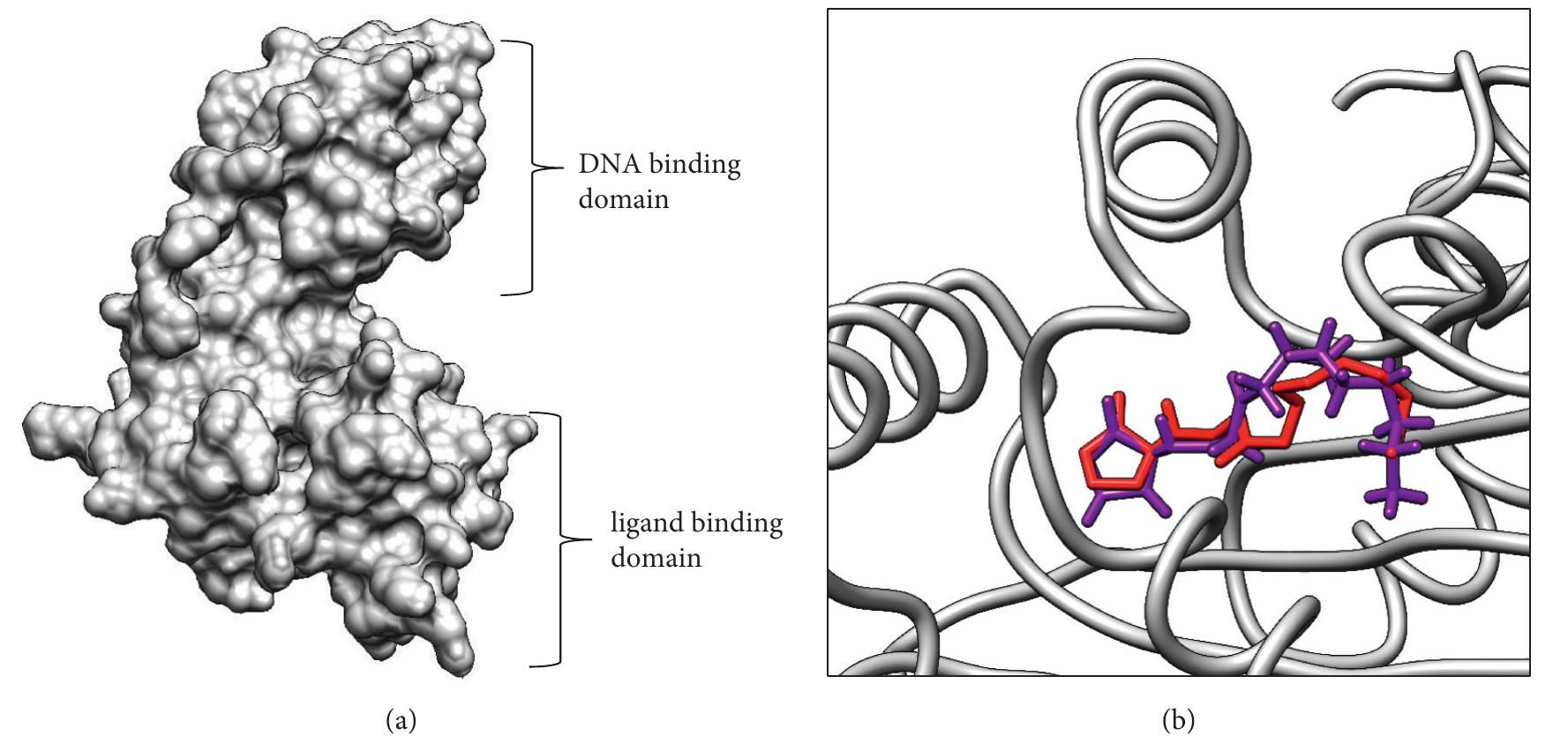 Ficure 3: (a) 3d structure of the lasr protein (6v7x)