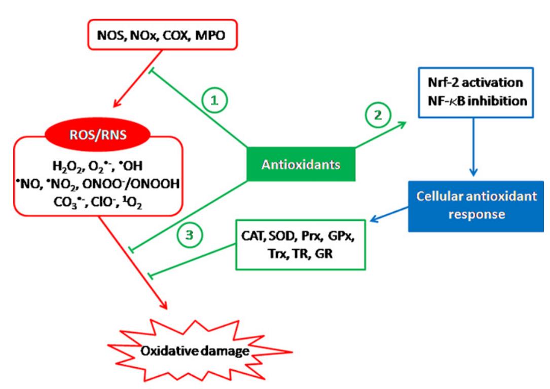Different mechanisms of action of antioxidants: (1)