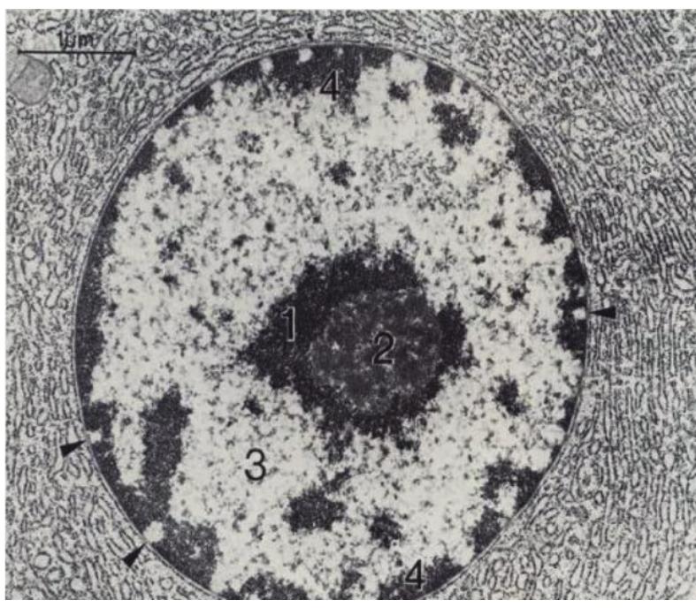 (PDF) Introduction of Histopathology