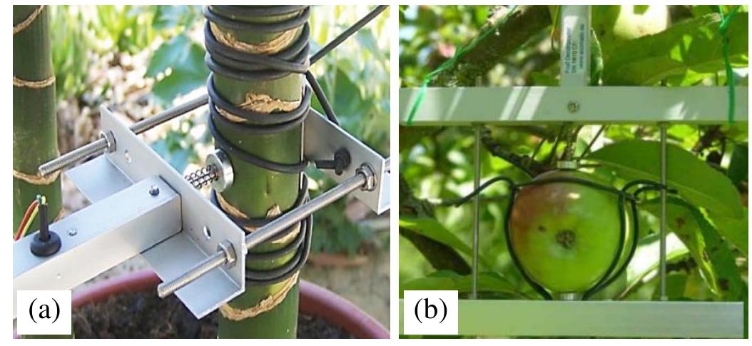 Electronic dendrometer installed on a stem (a) and a fruit