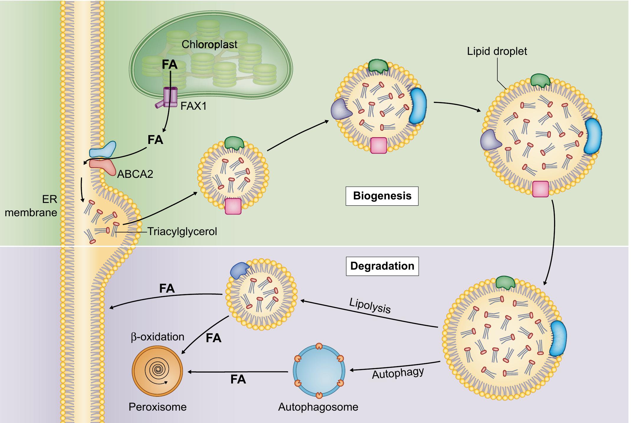 Schematic representation of the life cycle of a lipid