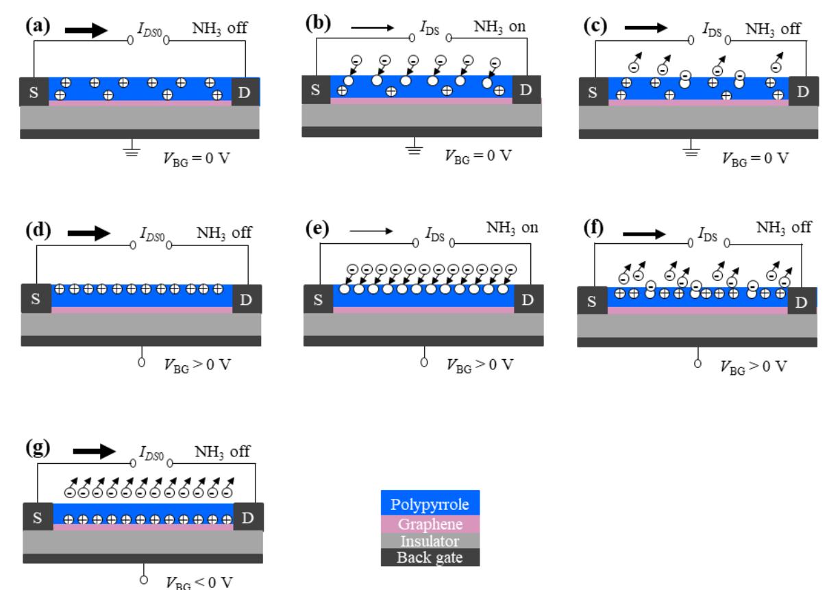 Schematic cross-sections of the ppy/g fet sensor presenting