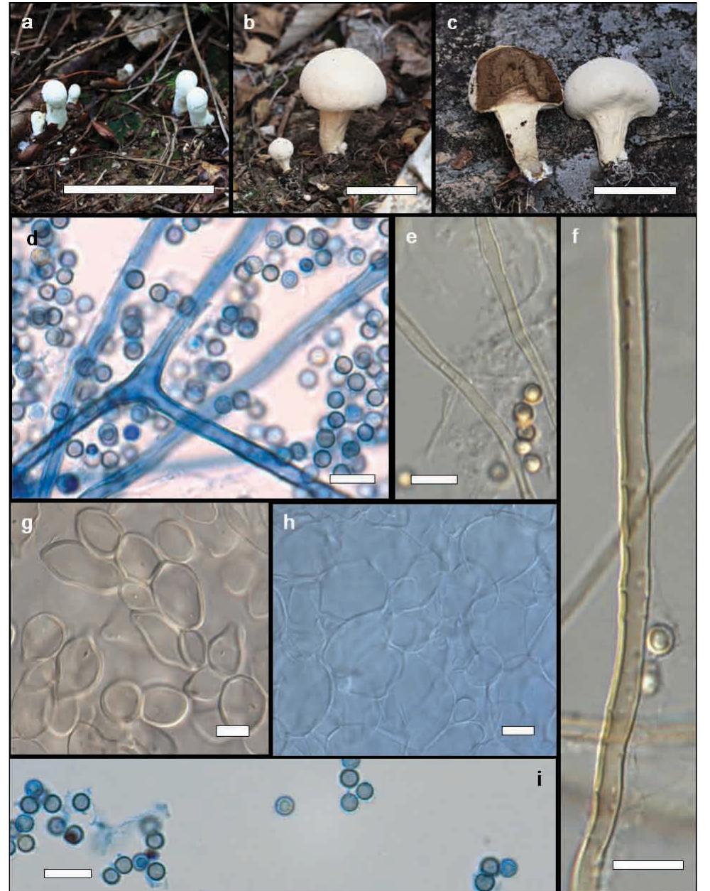 Fruiting bodies and microscopic observation of lycoperdon