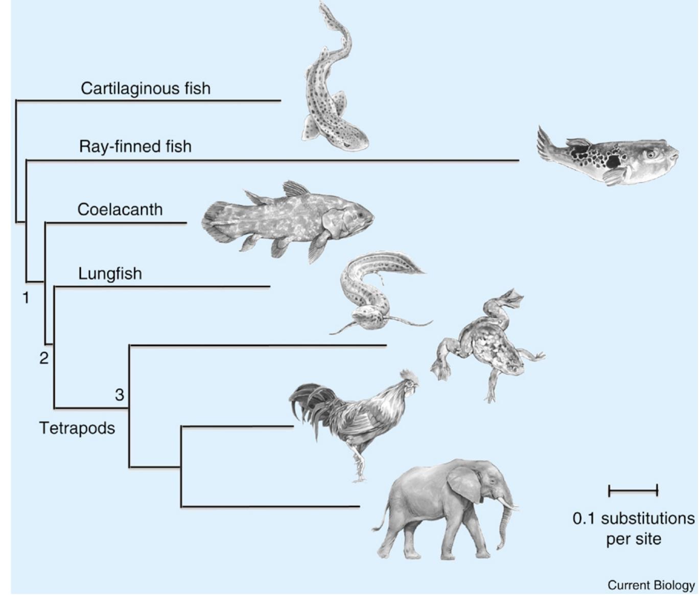 Phylogenetic tree showing major vertebrate lineages. the