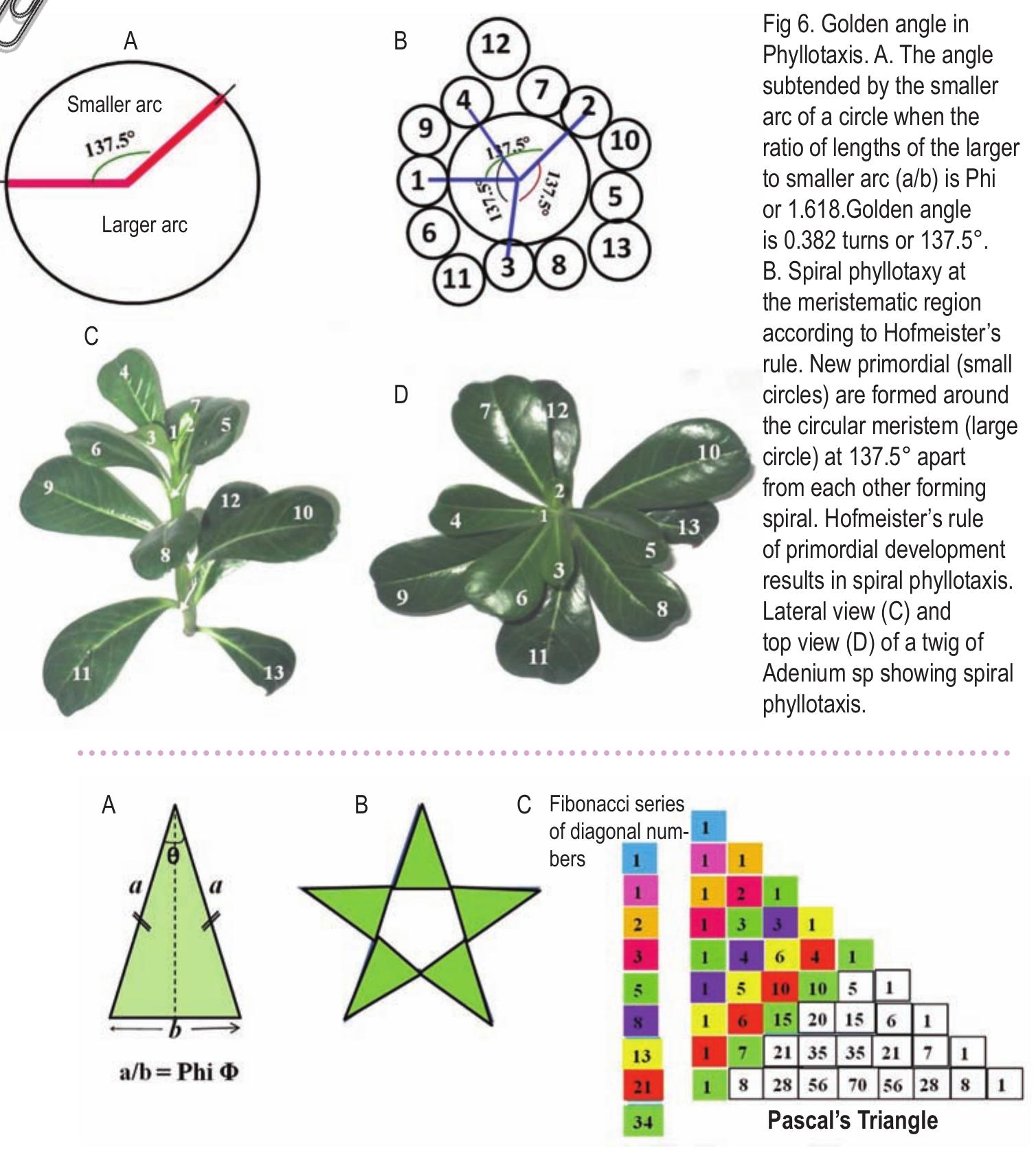 Golden triangle and fibonacci numbers. a. golden triangle