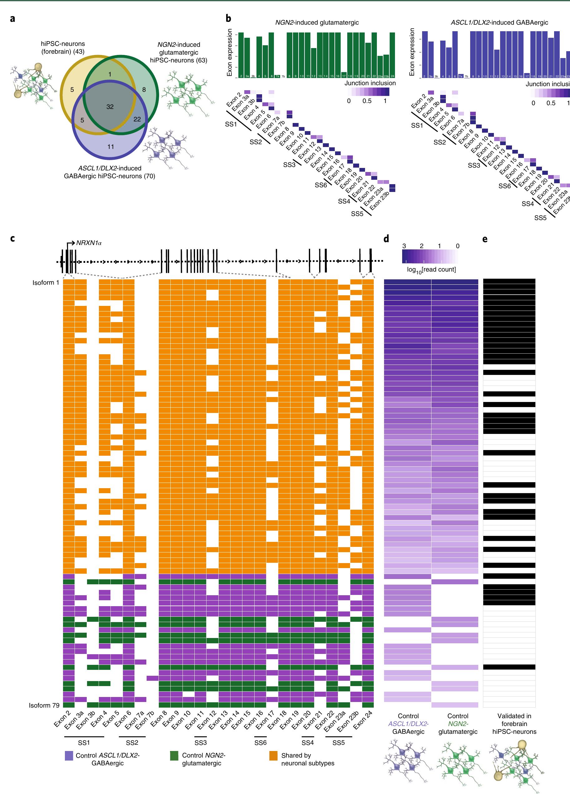 | identification of cell-type-specific nrxn1 isoforms from