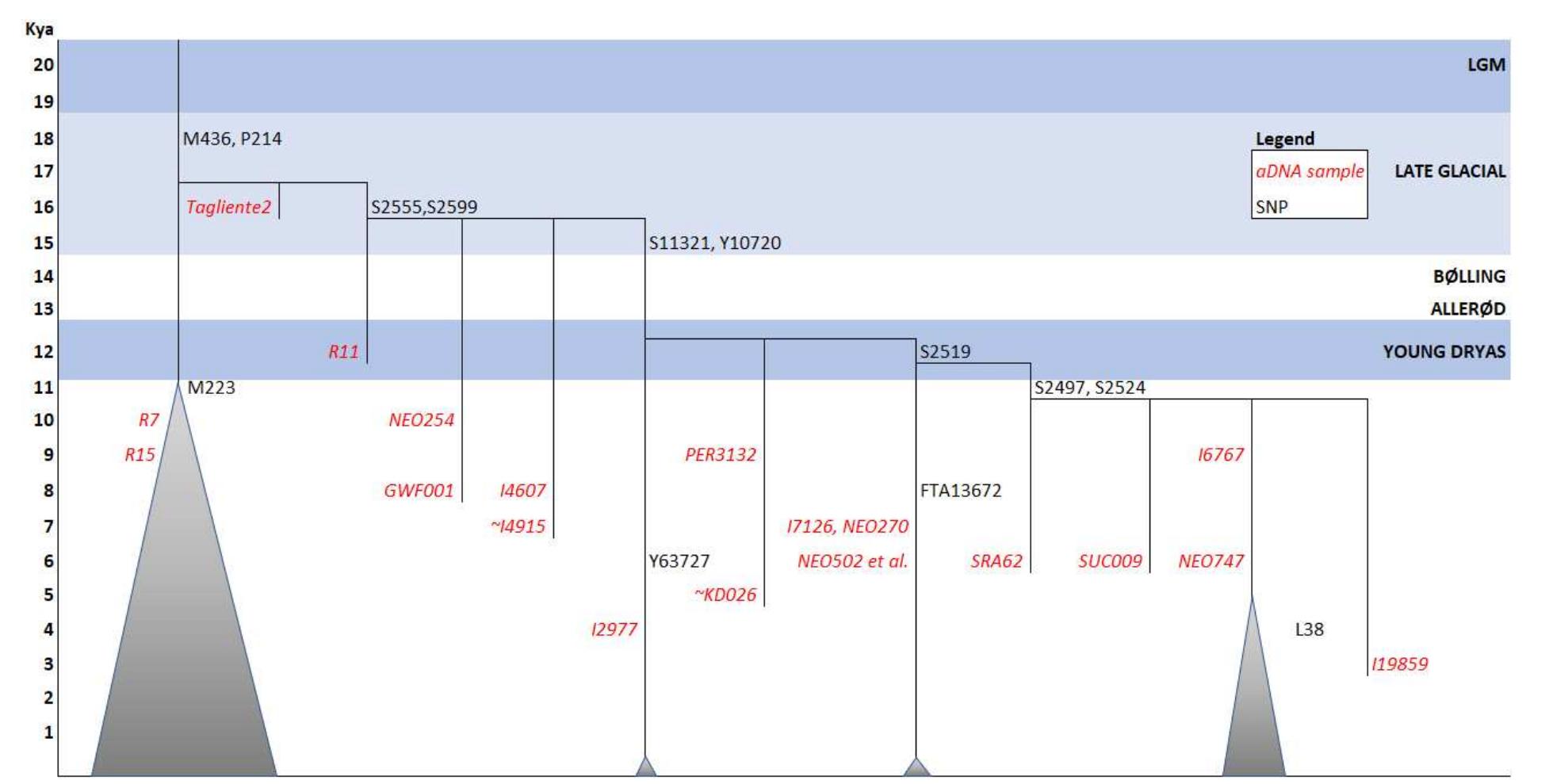 Provisional phylogenetic tree of the 12-s2555 branch of