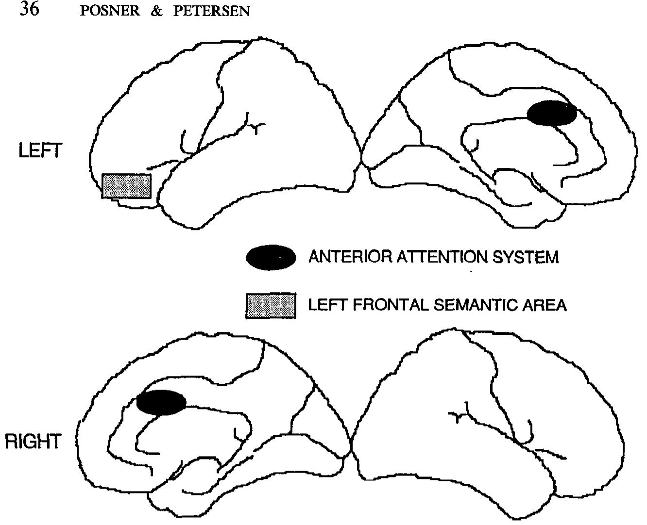 (PDF) The Attention System of the Human Brain