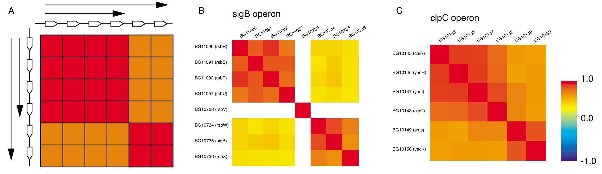 Co-expression profile of operons: the schematic model of the