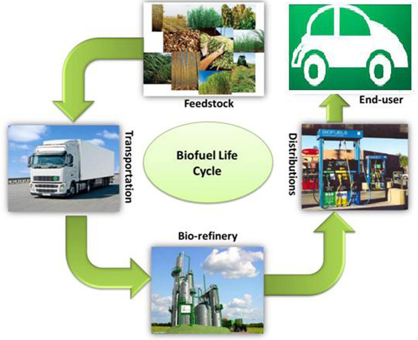 Biofuel life cycle, from feedstock to end consumer.
