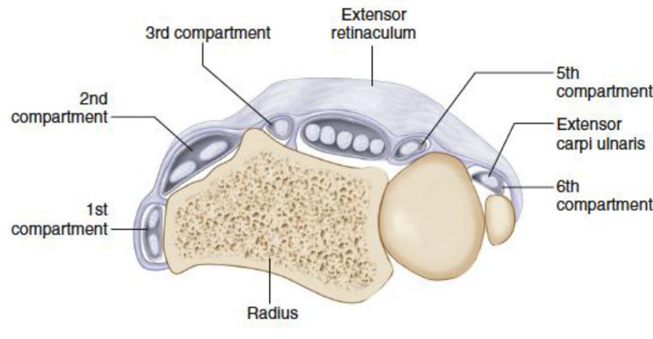 6'4 dorsal compartment. from sears ed, fujihara n, chung kc.