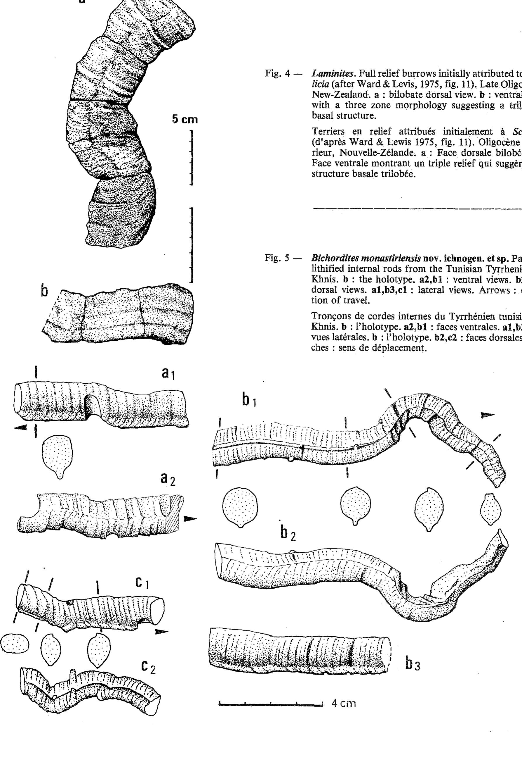 Figure 3 - Trace fossils attributed to burrowing echinoids: