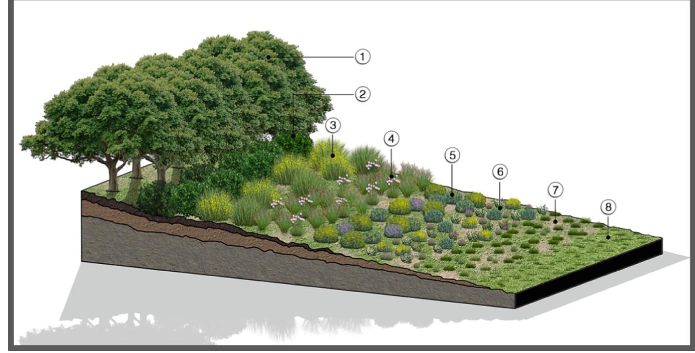 Typical sequence of stages occurring in the cork oak