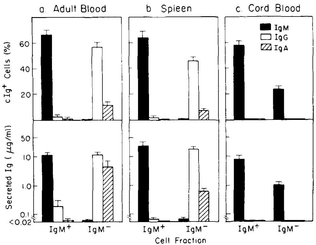 Ig isotypes secreted by ebv-transformed cells from igm pos-