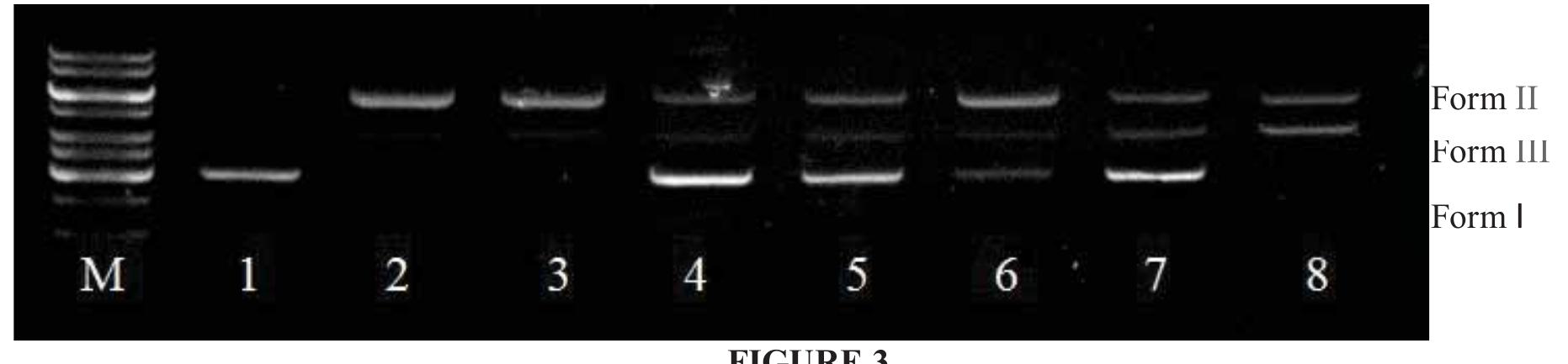 Agarose gel electrophoresis patterns for the oxidative