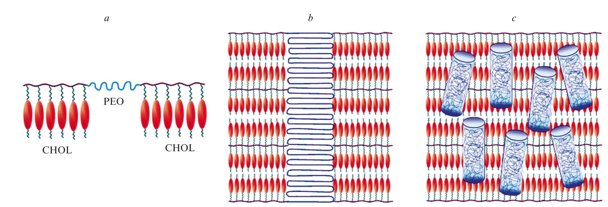 Schemes illustrating the structure of a macromolecule of the