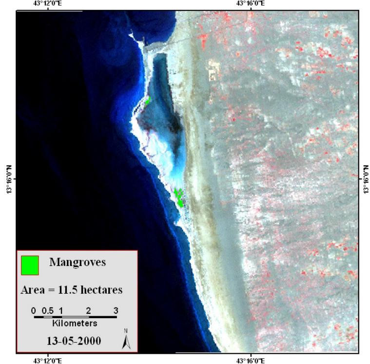 Satellite image of mangroves shown in green color at site