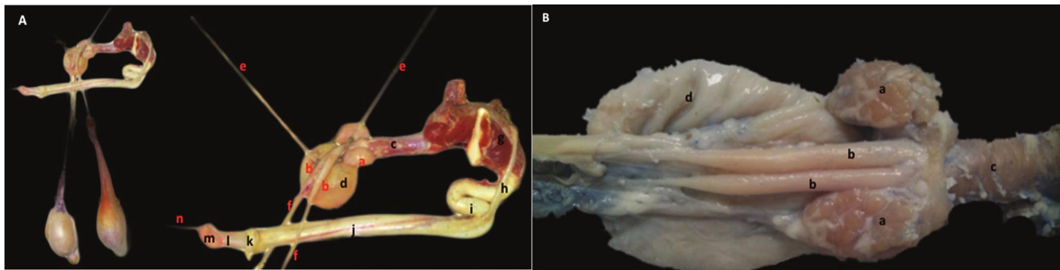 Overview of the genital organs of ram and buck. (a)