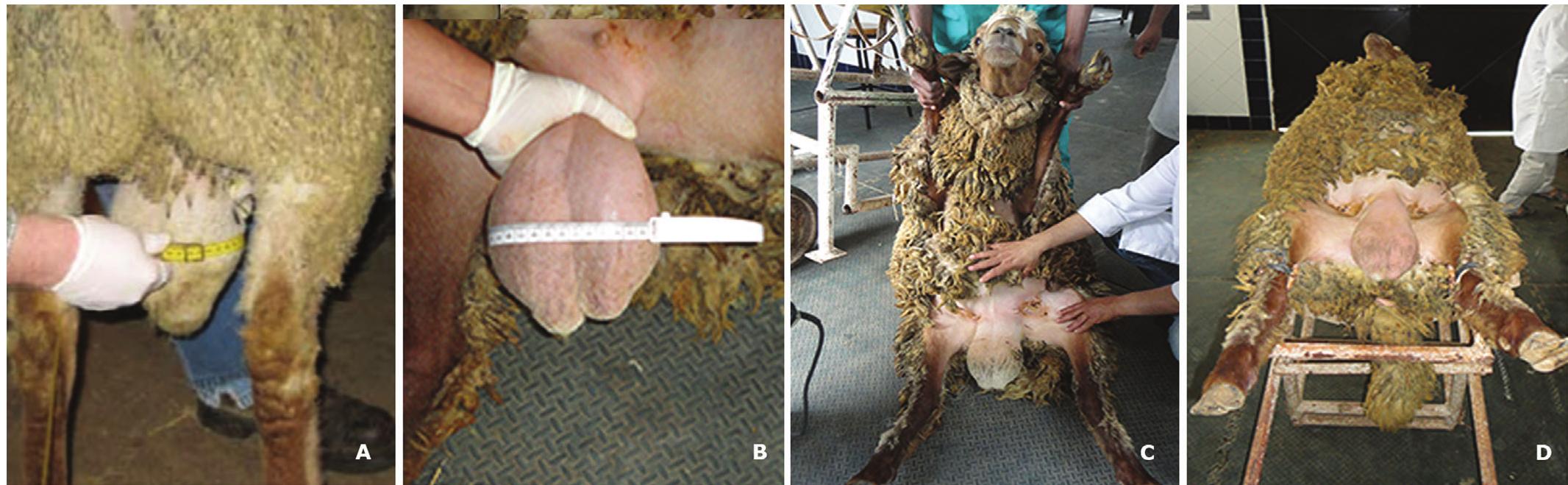 Restraint of the male in a standing position (a) for testes