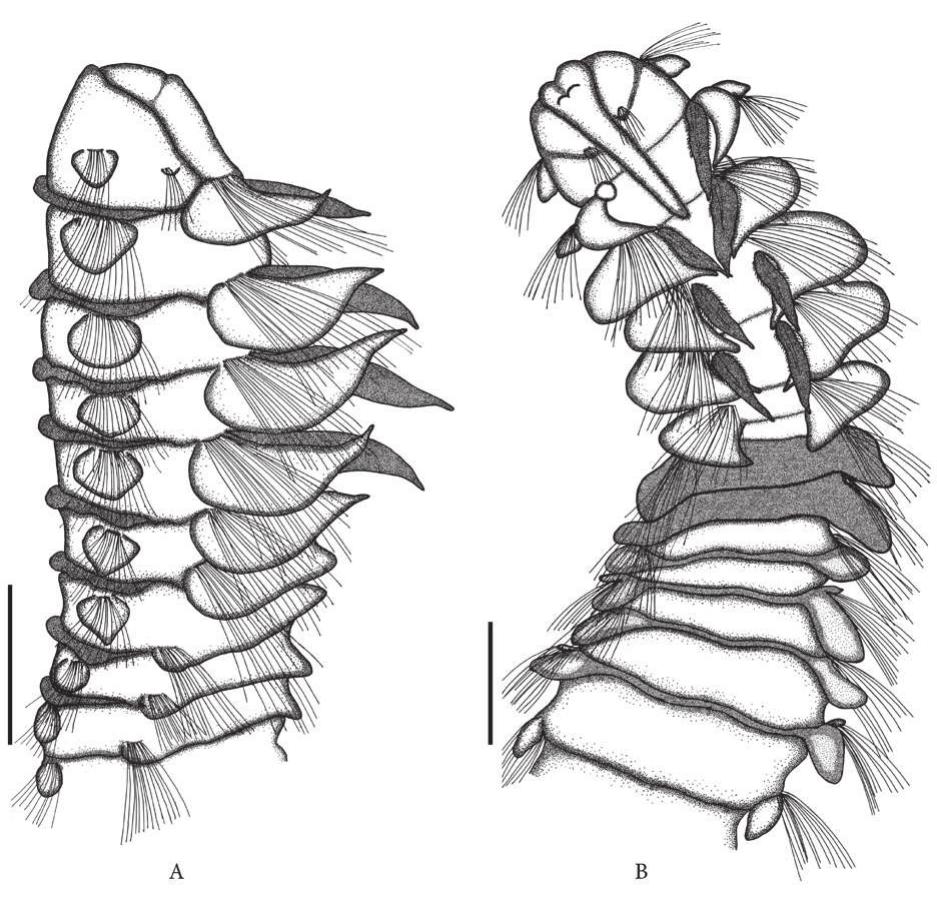 Laubieriellus salzi. a, anterior end, lateral view; b,