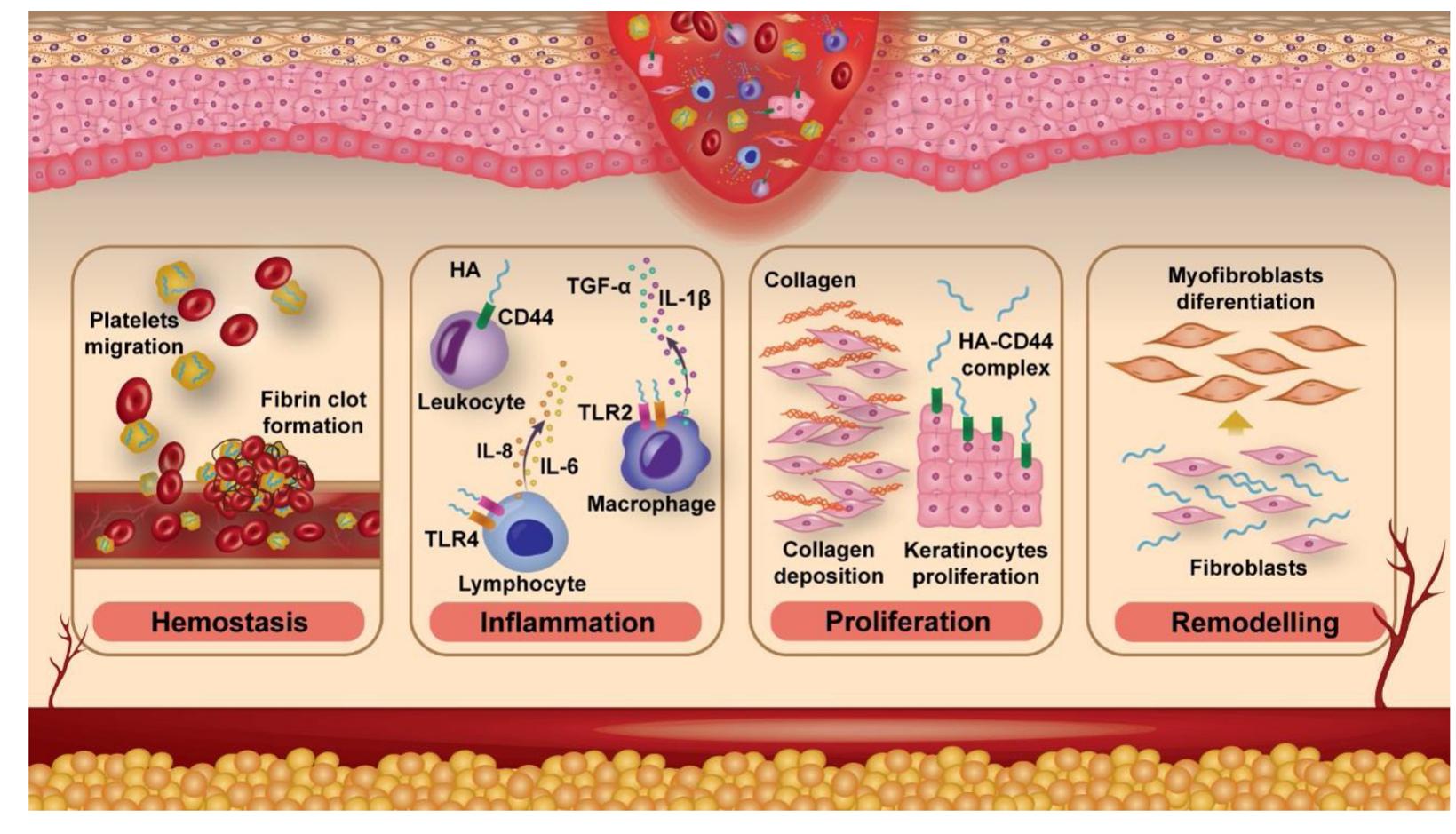 Illustration of ha main roles in the wound healing process.