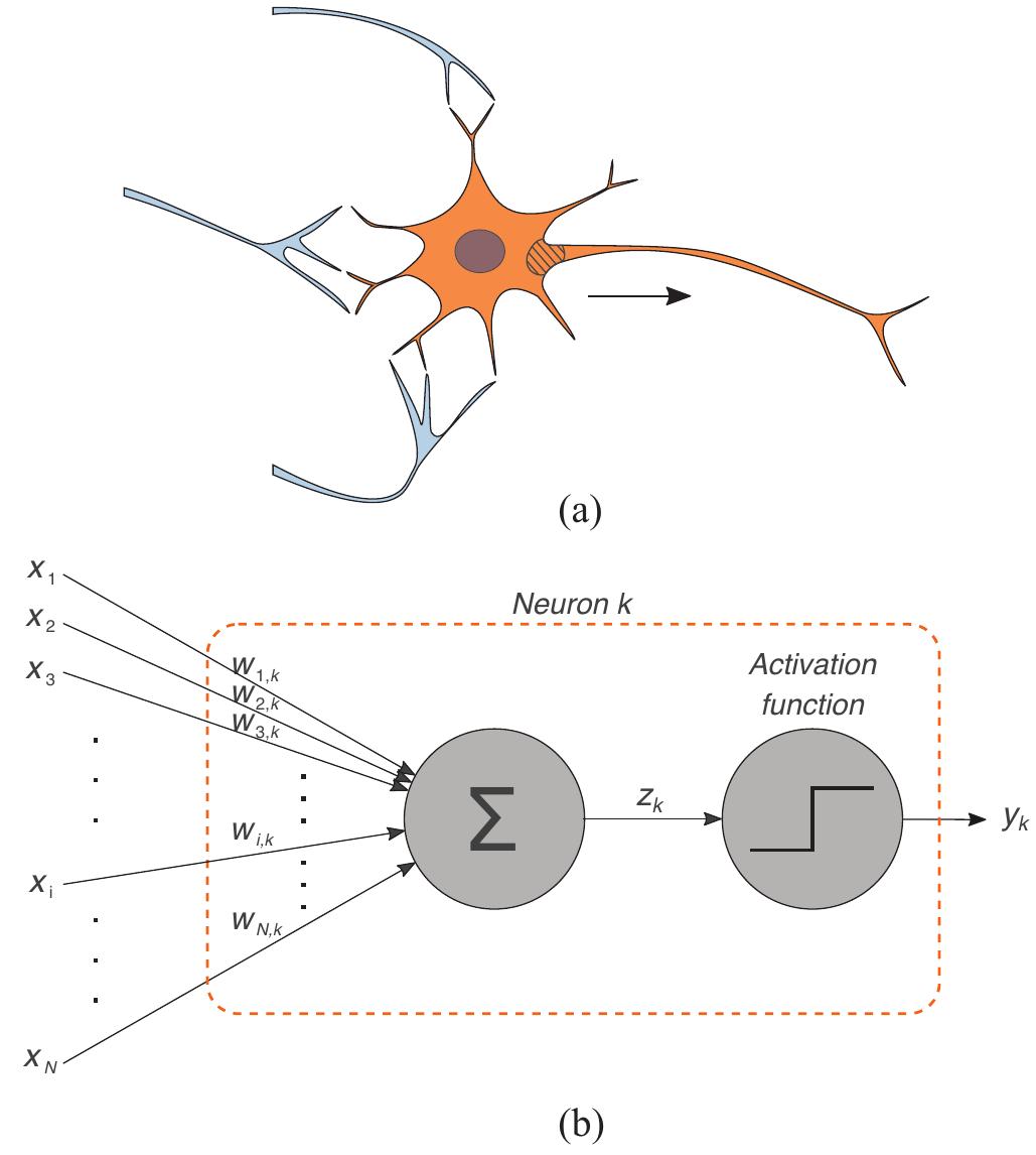 (a) a highly simplified biological neuron. the main parts of