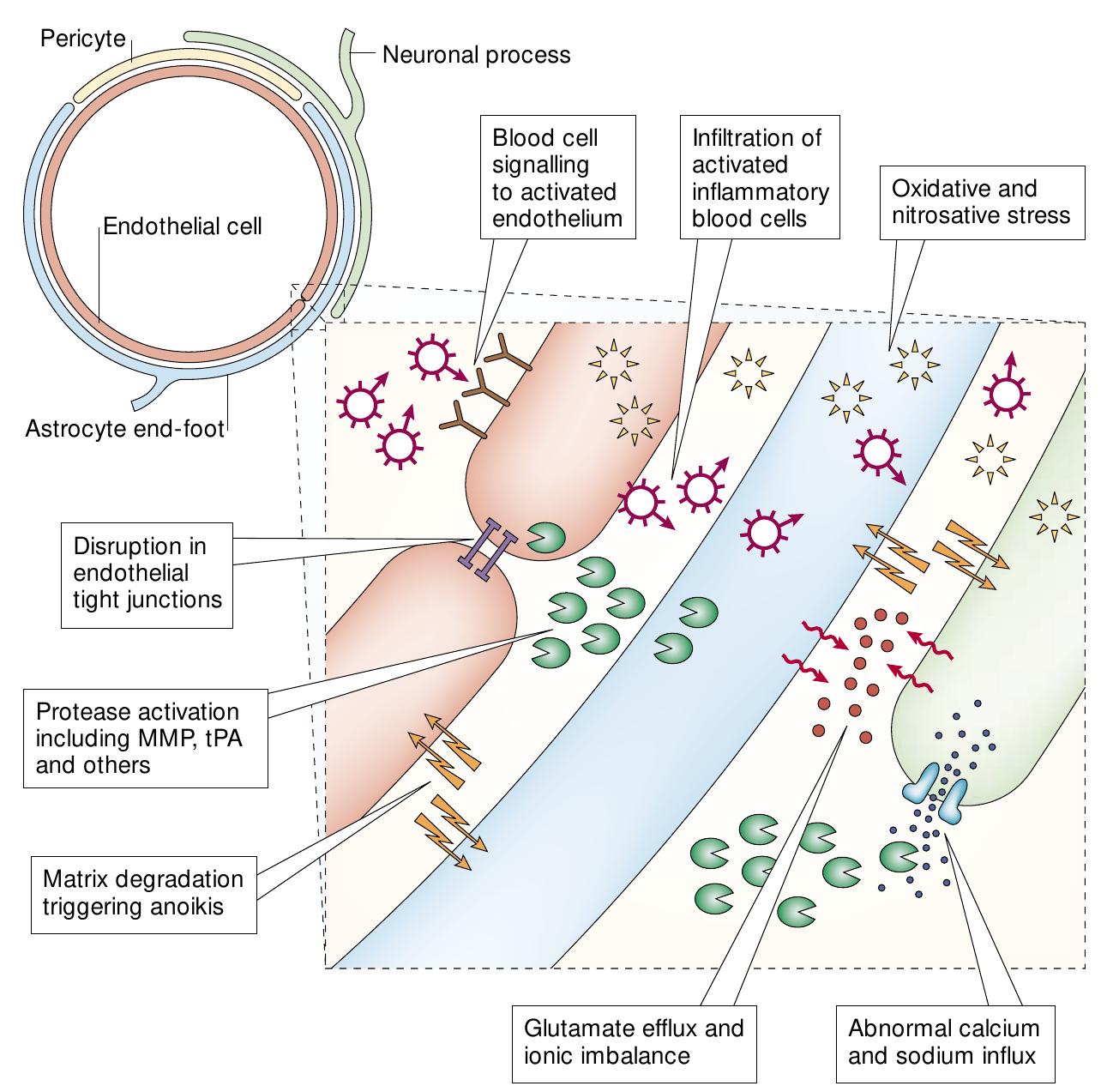 | schematic view of the neurovascular unit or module, and
